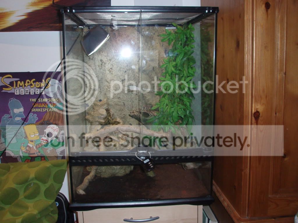 bargin green anole setup help | Reptile Forums