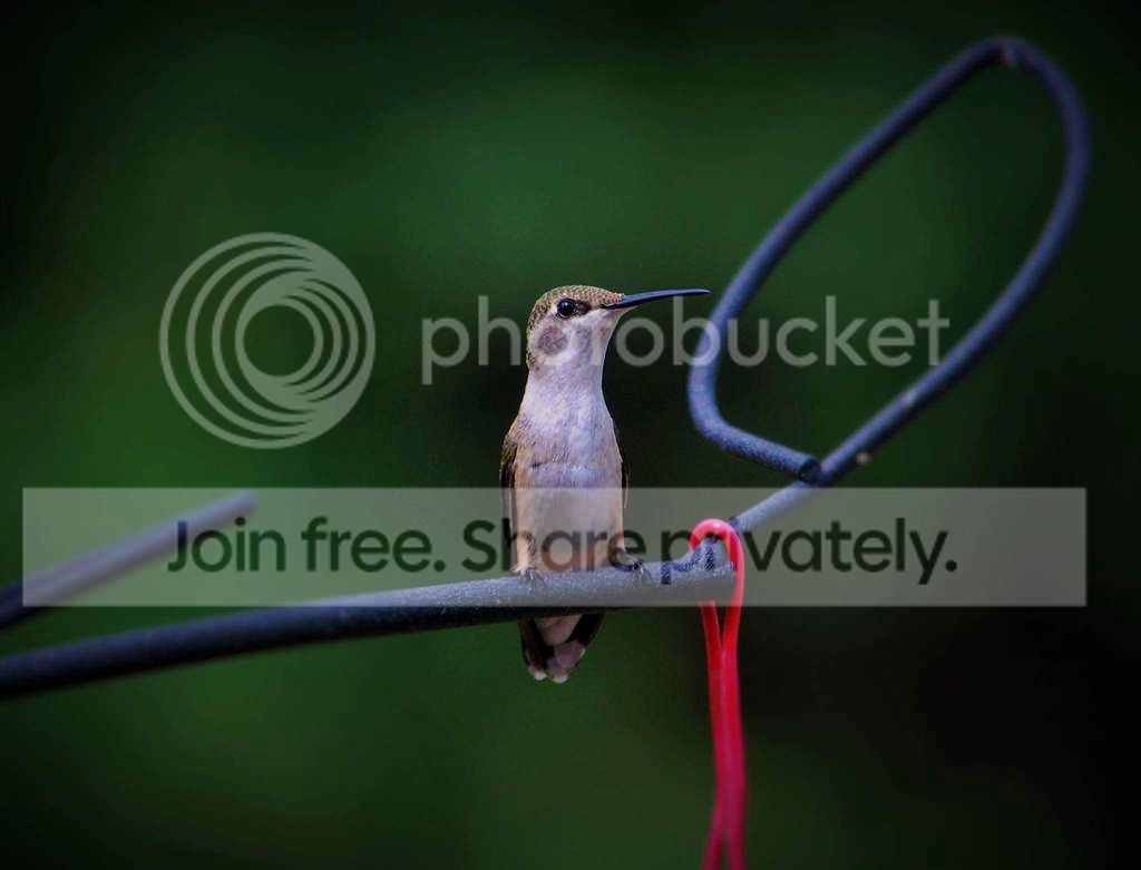 Hummingbirds? > General Discussion > AR15.COM