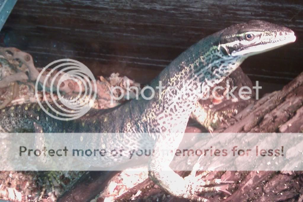 sub adult argus monitor | FaunaClassifieds