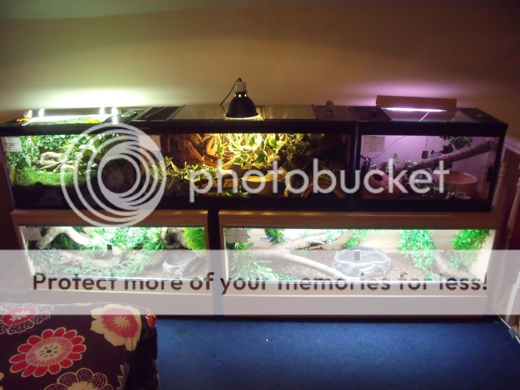 bci viv layouts | Reptile Forums